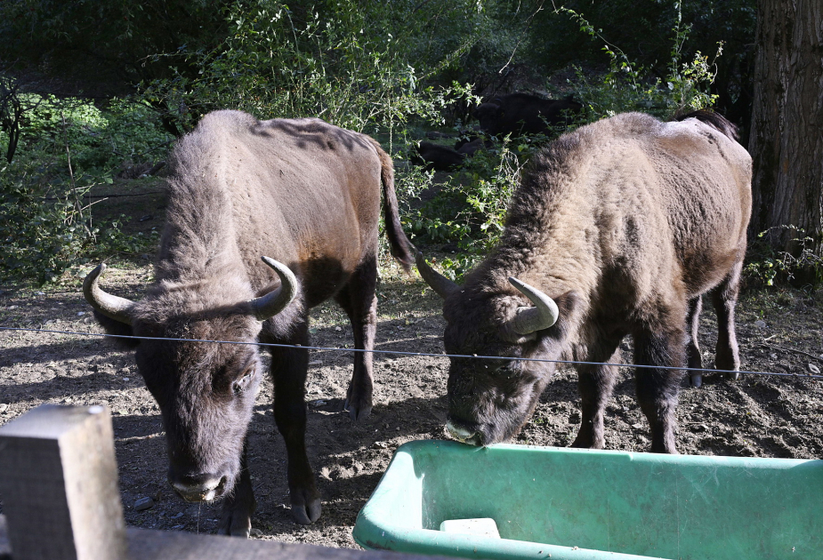 Heydar Aliyev Foundation VP Leyla Aliyeva attends ceremony for release ...