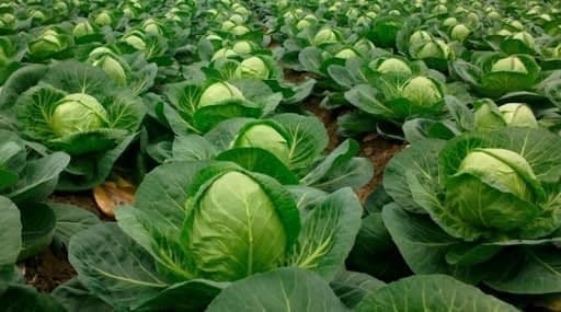 Uzbekistan reveals nation's export volume of cabbage in 1Q2025 - Trend.Az