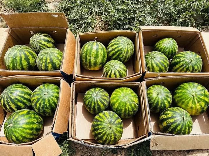 Uzbekistan’s watermelon exports from Kashkadarya hit new highs - Trend.Az